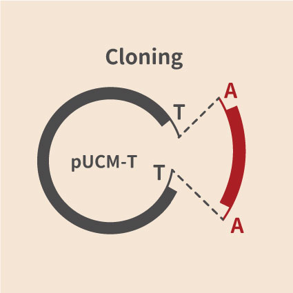 TA cloning kit (TA 轉殖套組)-Molecular Biology-盟基生物科技股份有限公司